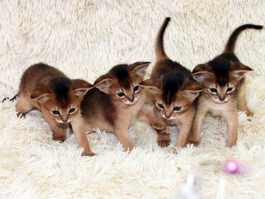 Абиссинские котята