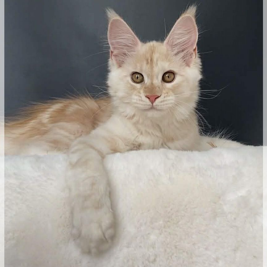 Мейн-кун котёнок