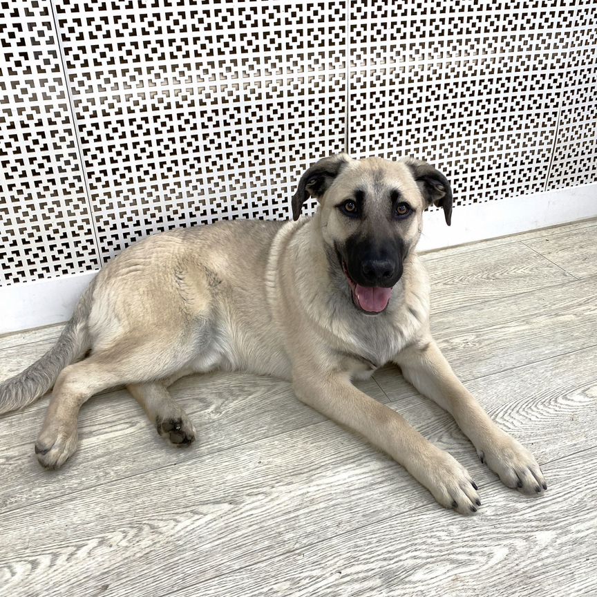 Щенки бесплатно