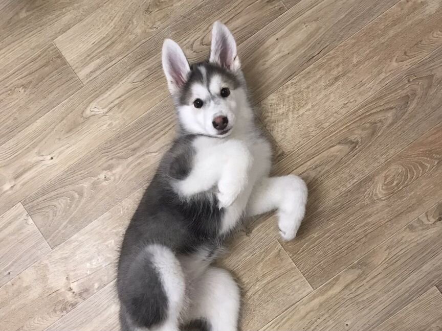 Щенок лайка хаски метис