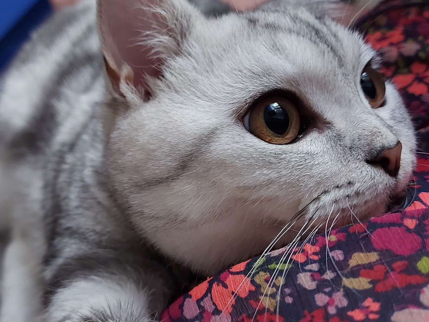 Вязка, котик