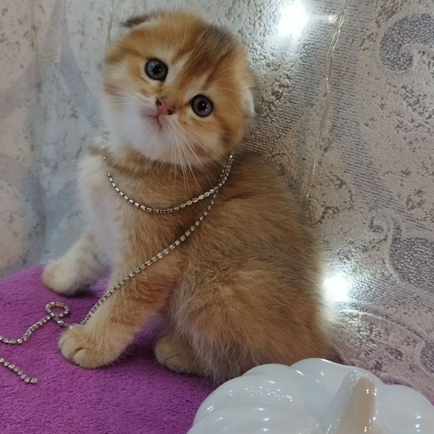 Шотландская вислоухая