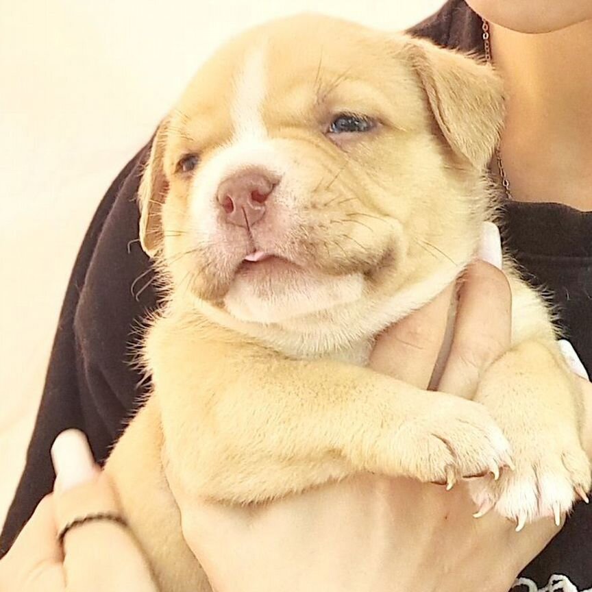 Роскошная девочка американский булли