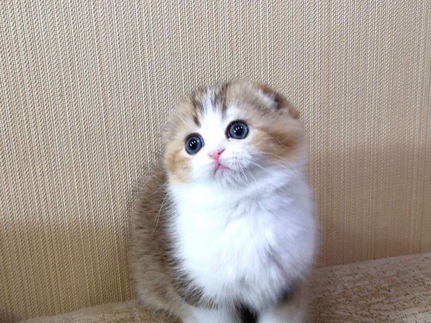 Котёнок золотая шиншилла (биколор)