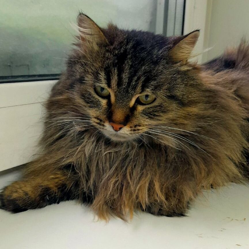 Взрослая, кошка в добрые руки