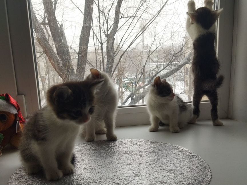 Котята в добрые руки