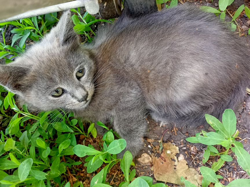 Котенок хорошим зояевам