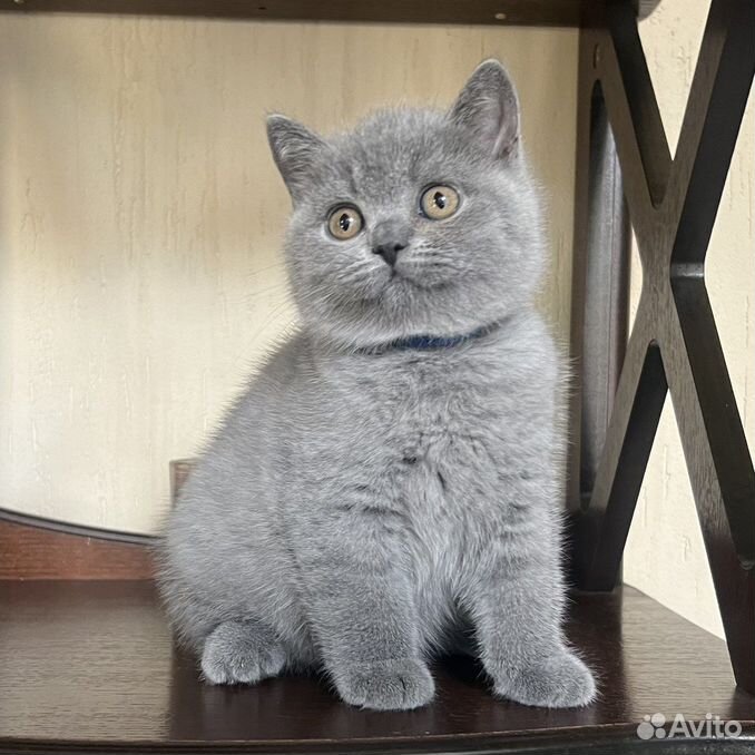 Чистопородный британский котенок