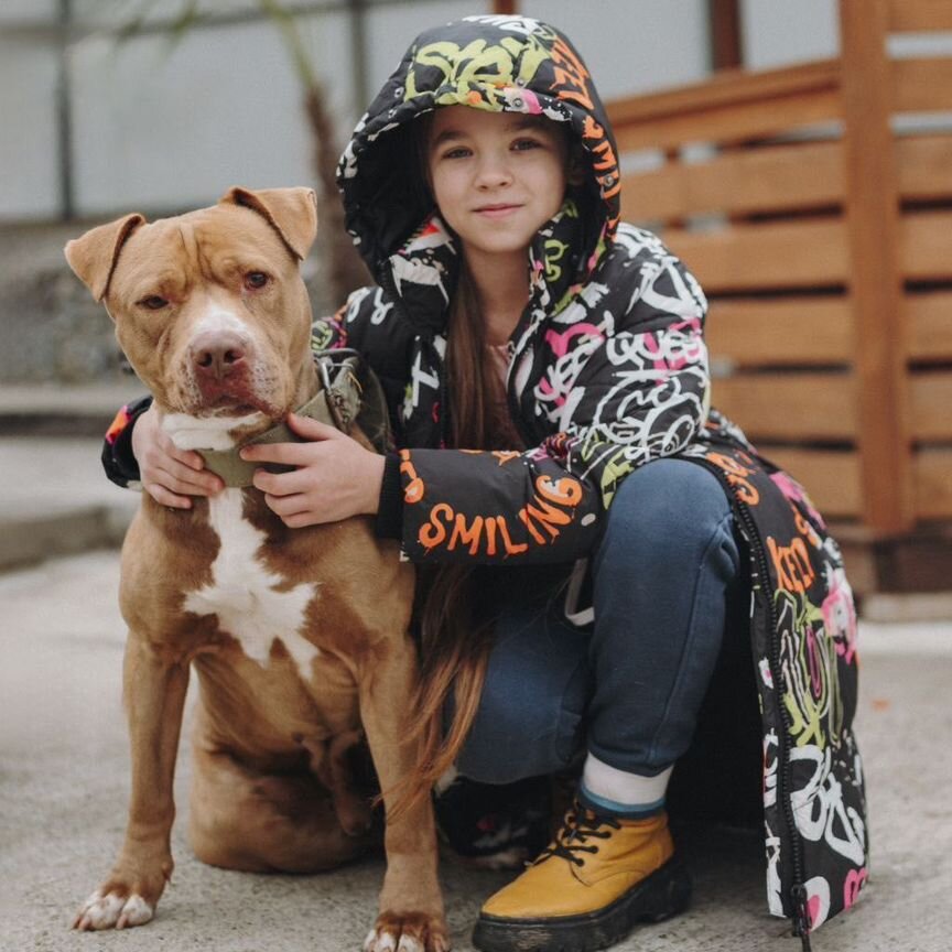 Американский стаффордширский терьер в добрые руки