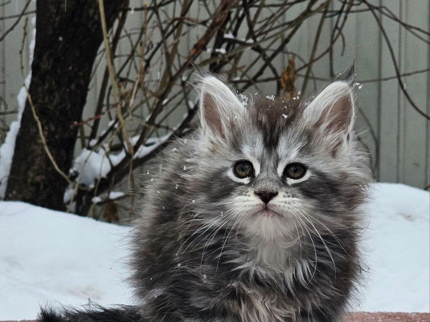 Котята мейн-кун девочка