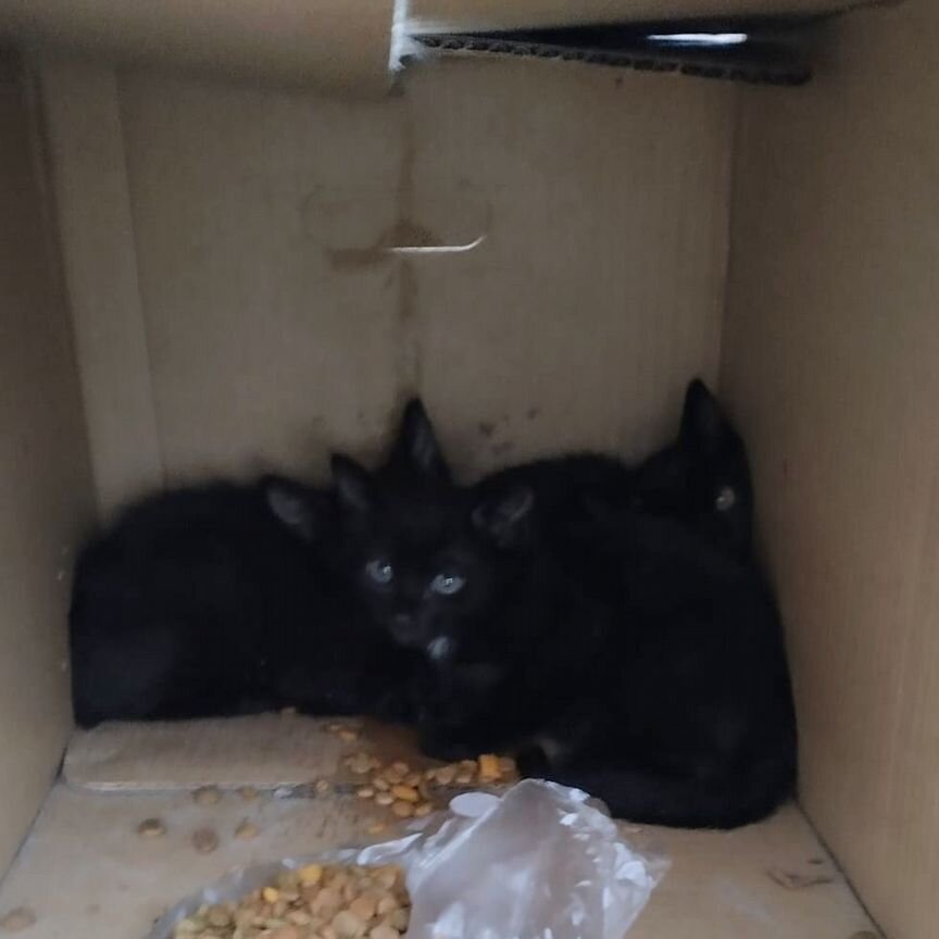 Котята в добрые руки бесплатно