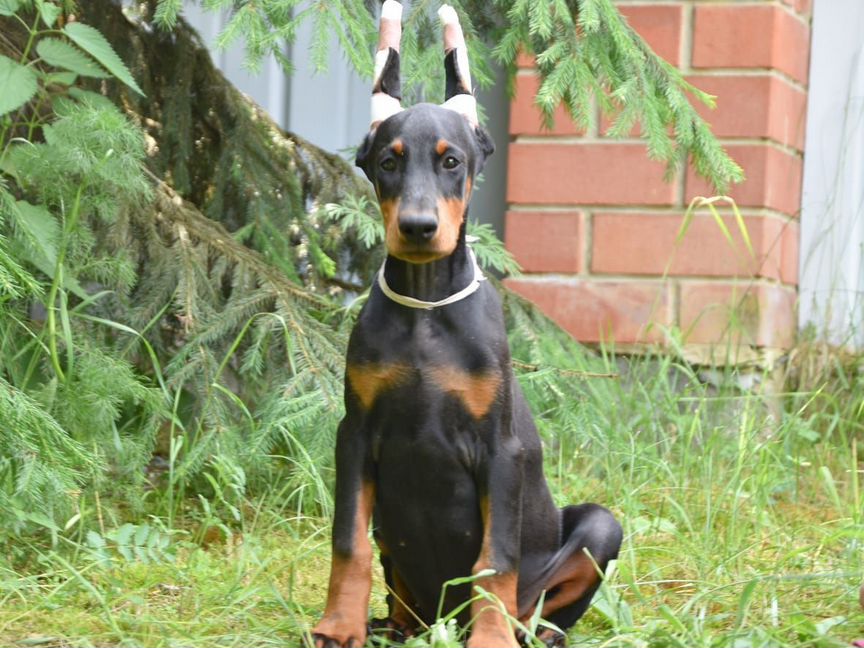 Щенки добермана с документами РКФ