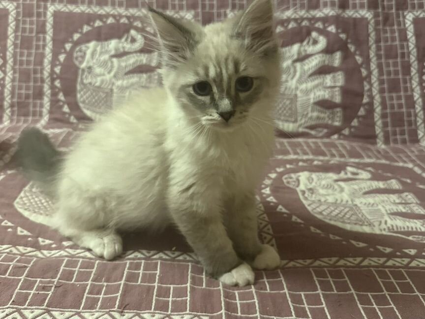 Невская маскарадная