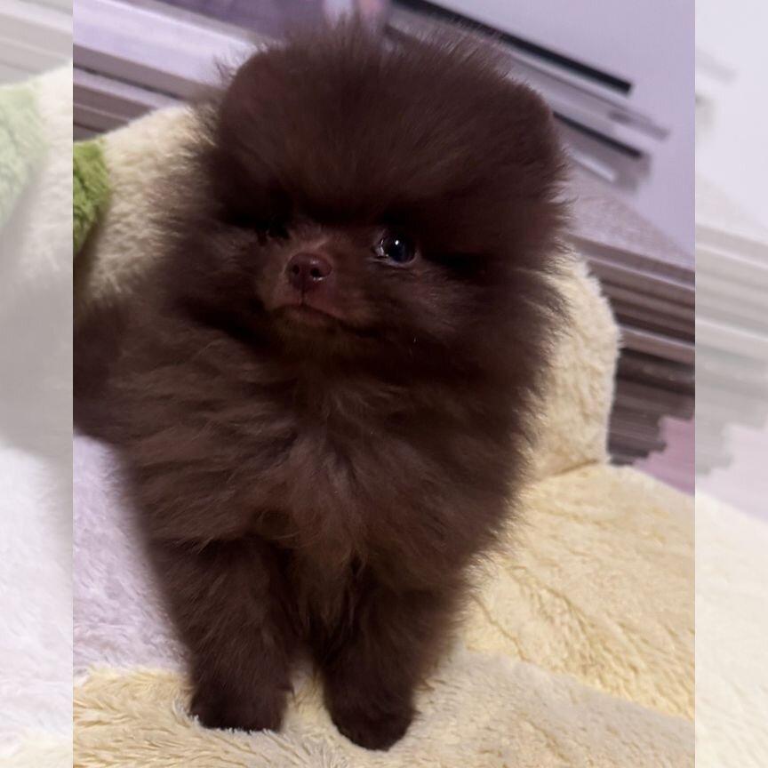 Померанский шпиц, щенок