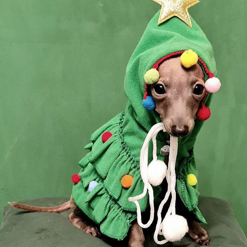 Итальянская левретка, девочка Симона