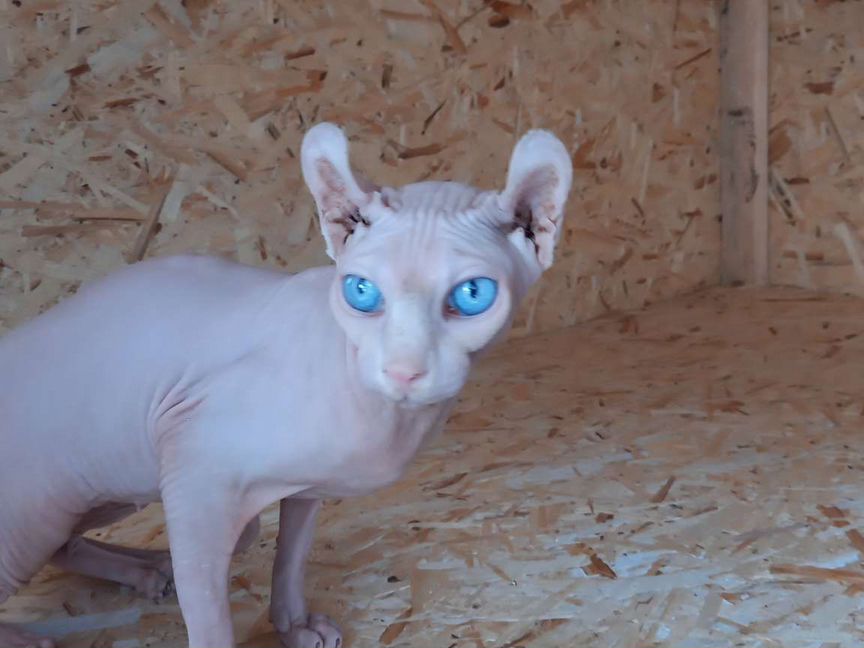 Канадский сфинкс документы мфа