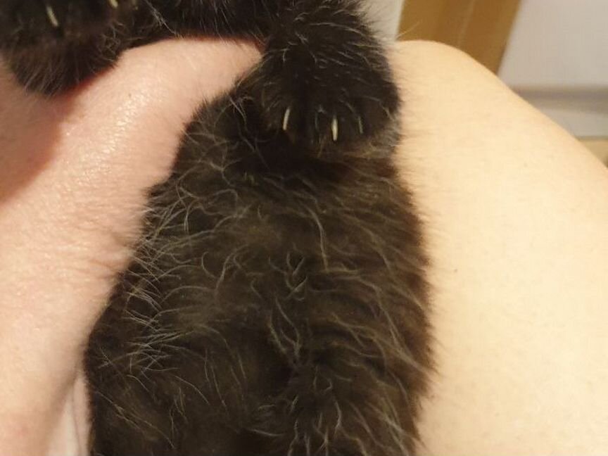 Шотландские вислоухие котята чистокровные,крупные