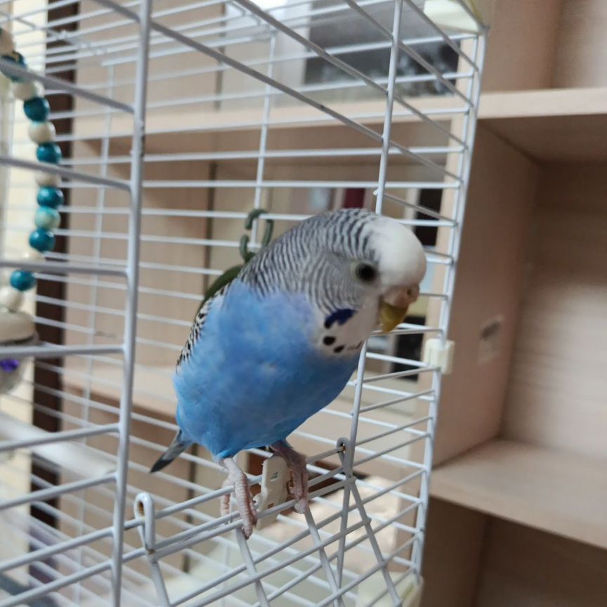 Волнистый попугай девочка