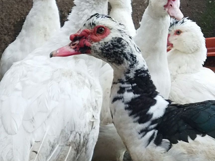 Продажа мускусных уток