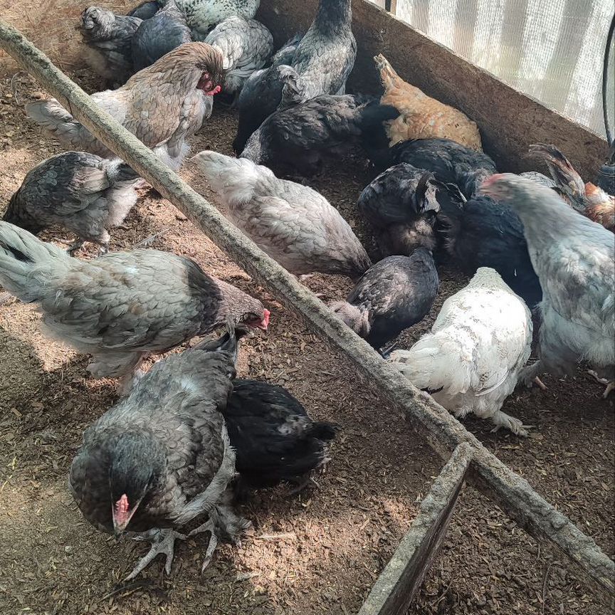 Цыплята подрощенные, молодки