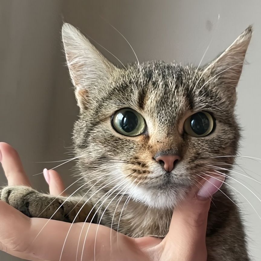 Взрослая кошка в добрые руки