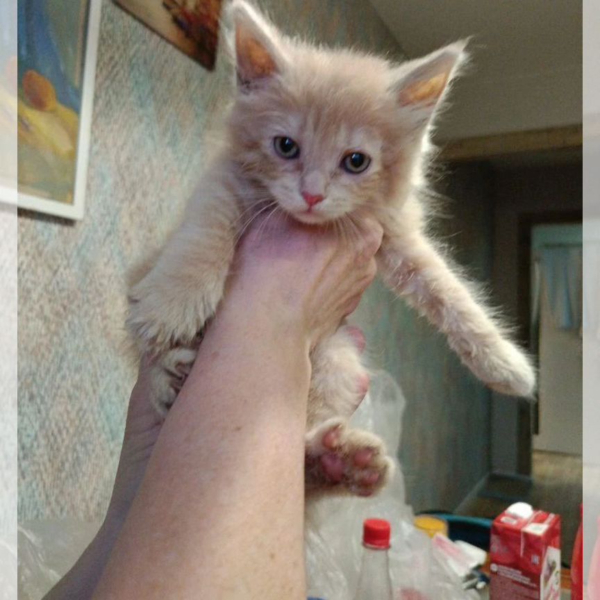 Котёнок в добрые руки