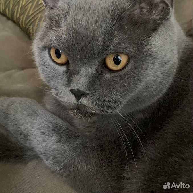 Кошка британка взрослая