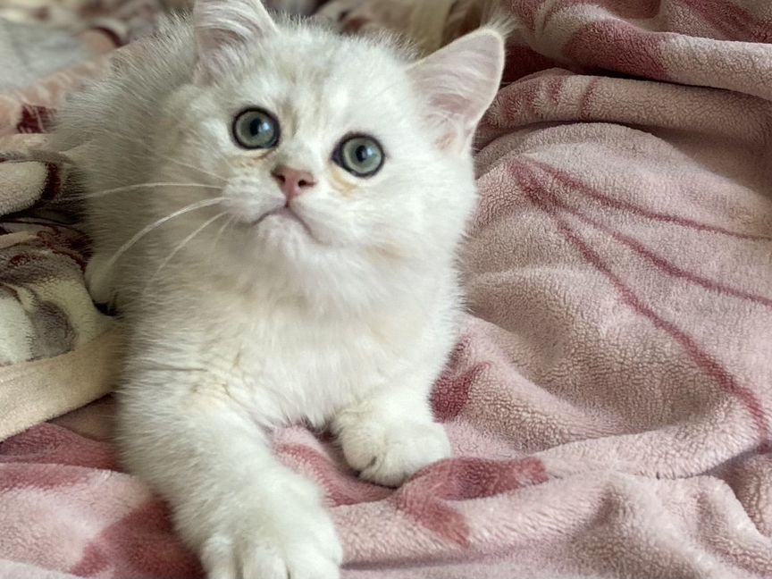 Шотландский котик Каспер