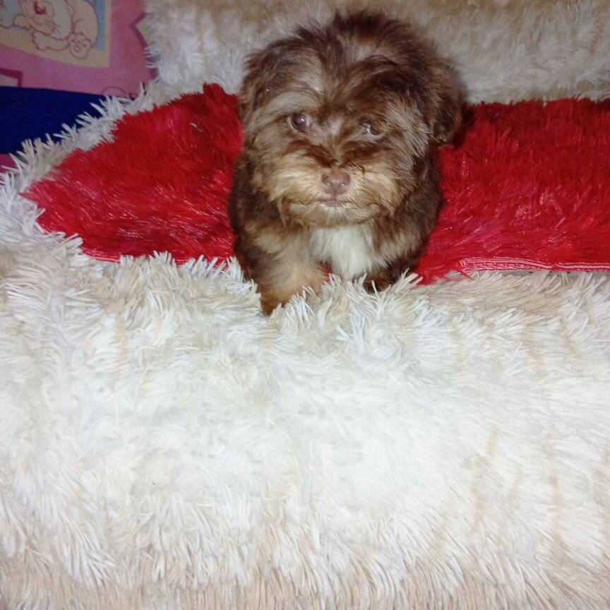 Мальтипу ма л ьчишка