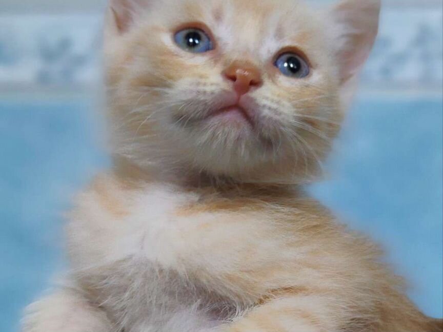 Кот Компот