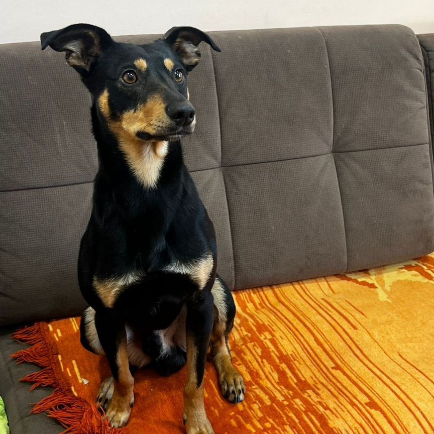 Маленький пес ищет семью