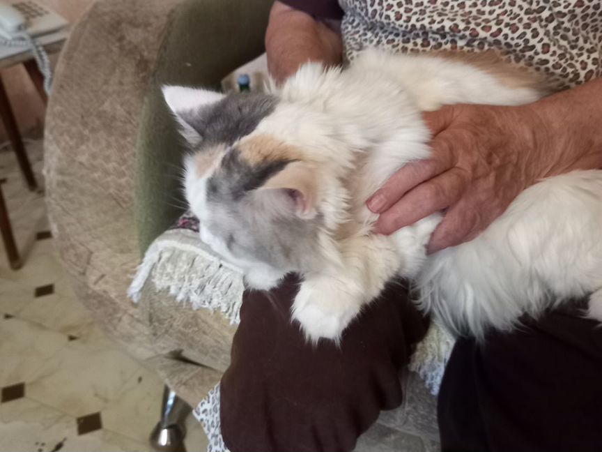 Отдам в хорошие руки кошку турецкий ван