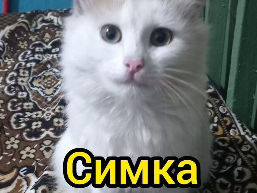 Турецкая ангора