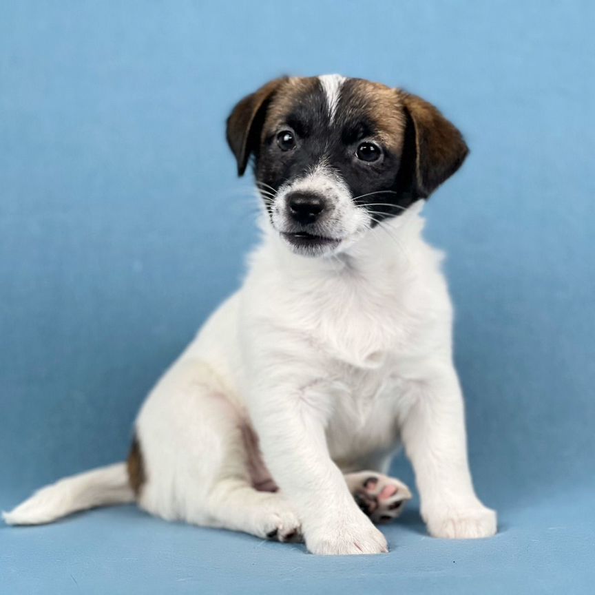 Щенок Джек Рассел терьер девочка
