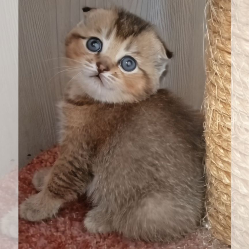 Шотландский вислоухий короткошёрстный котёнок
