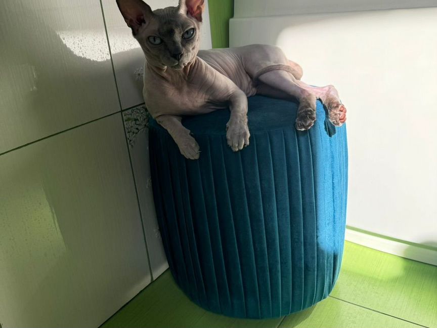 Канадский сфинкс отдам