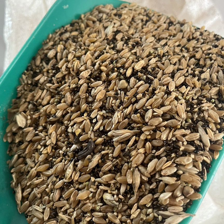 Зерно пшеница