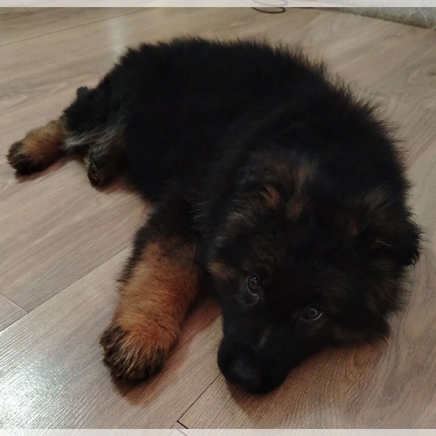 Немецкая овчарка, щенок