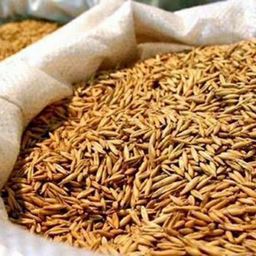 Зерно пшеница ячмень в мешках