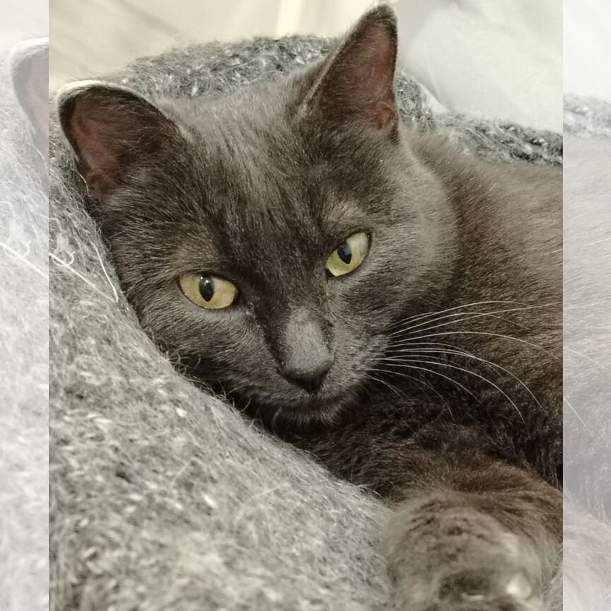 Взрослая, кошка в добрые руки