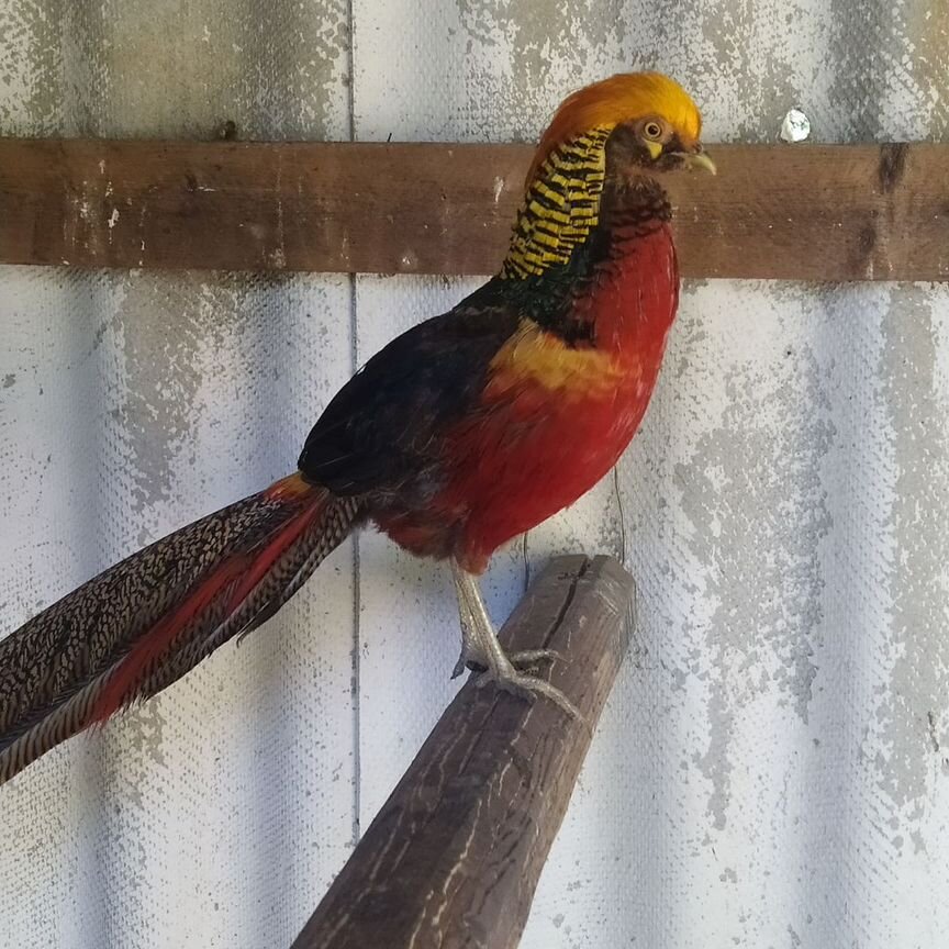 Золотой фазан