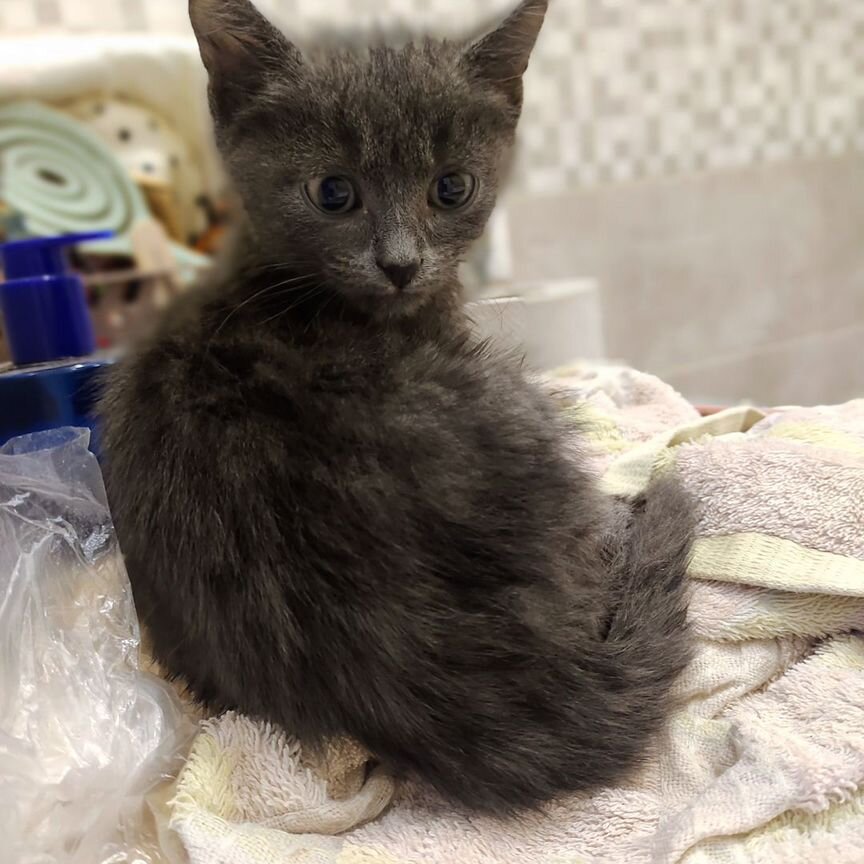 Котенок ищет дом