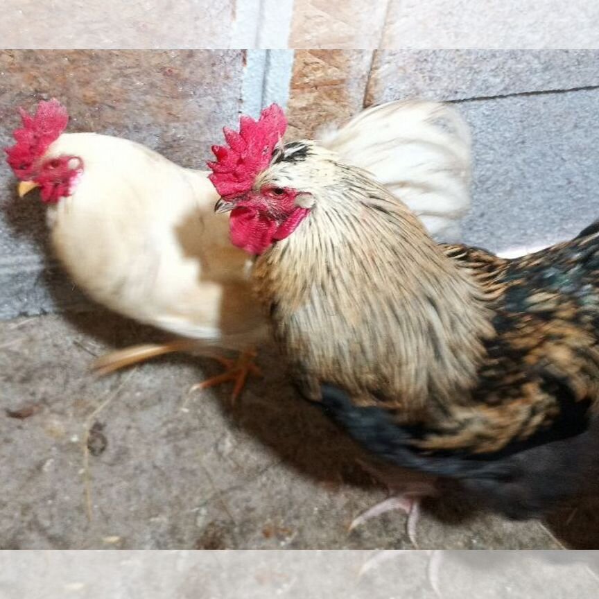 Петухи молодые