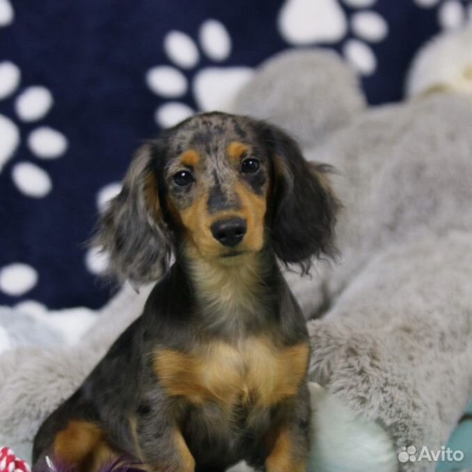 Девочка - такса миниатюрная д/ш