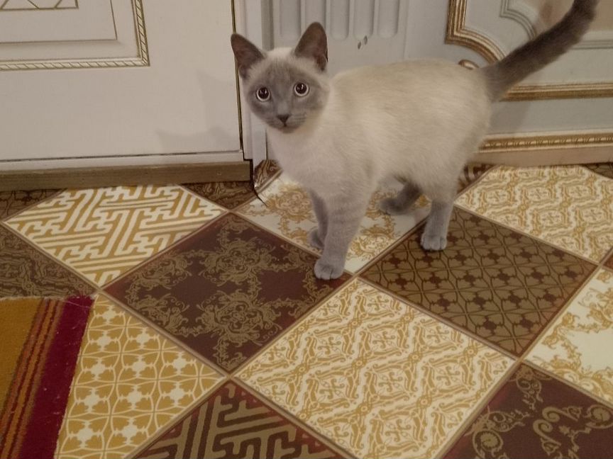 Кошка
