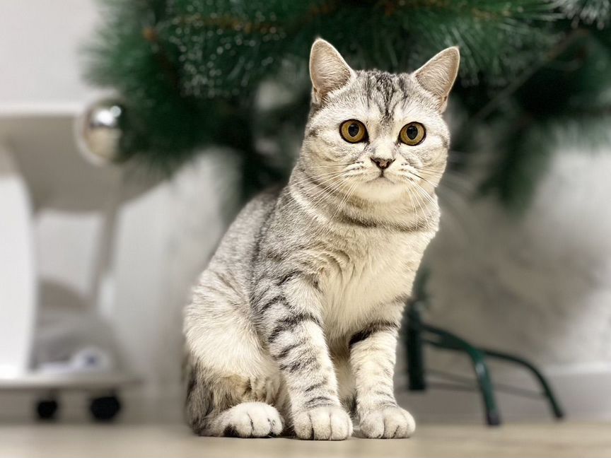 Британская прямоухая