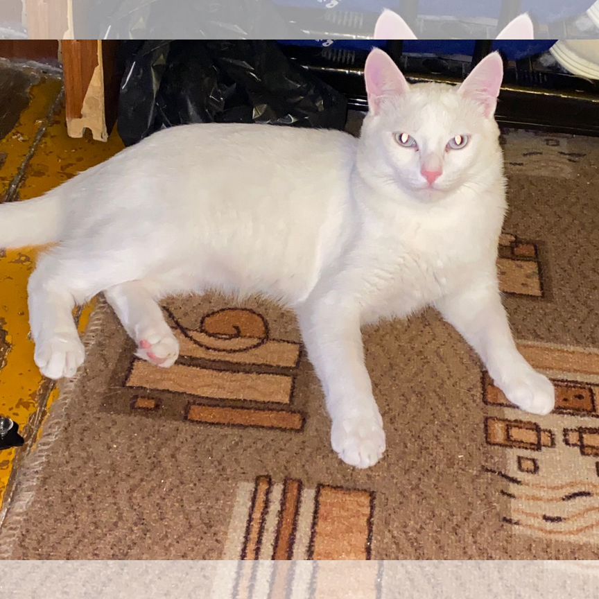 Као-мани, взрослый кот