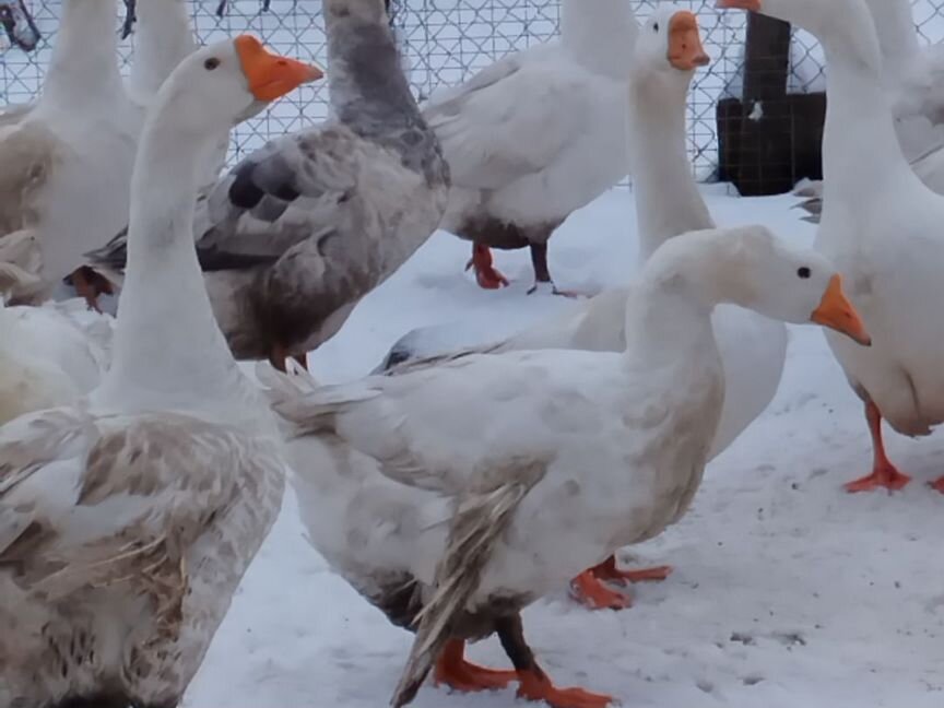 Гусь