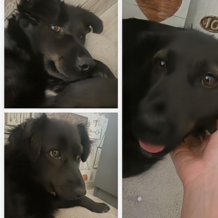 Щенок в добрые руки