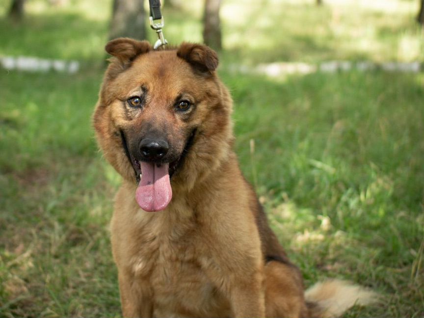 Умничка Кай ищет дом